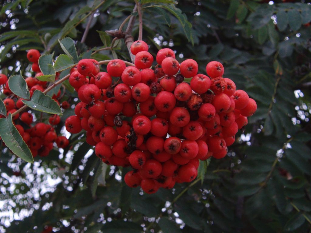 Vogelbeeren: Ein kulinarischer Höhepunkt des Spätsommers
